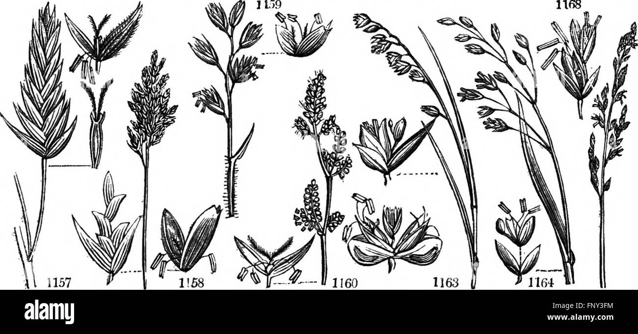 This encyclopedia covers the complete spectrum of plant life, including ...