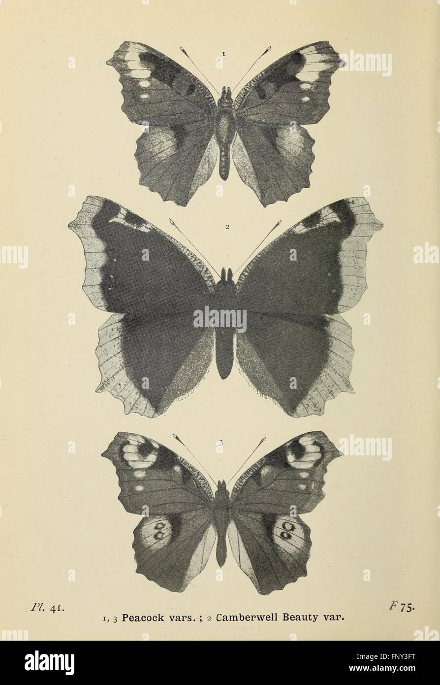 A plate showcasing various butterfly species native to the British ...