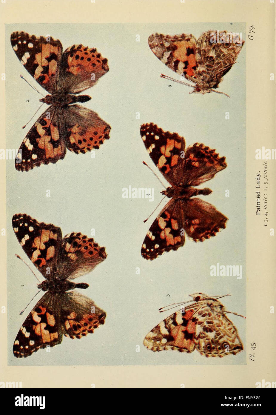 A detailed illustration of butterfly species from the British Isles ...