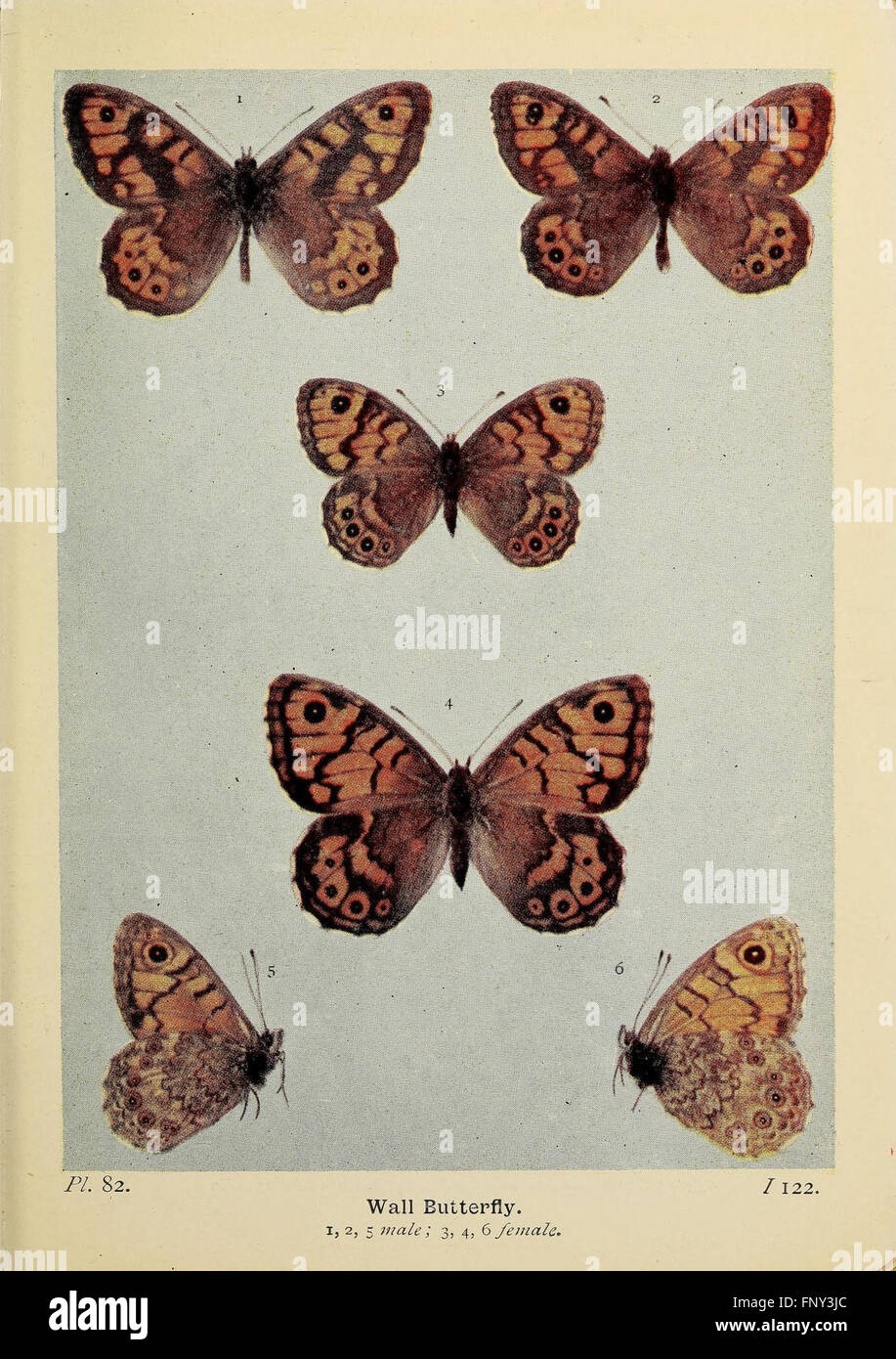 This plate from 'The Butterflies of the British Isles' presents ...
