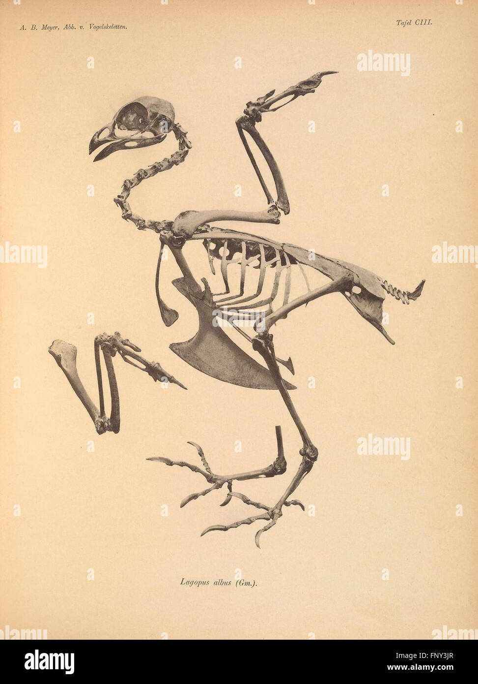 A collection of illustrations depicting bird skeletons, focusing on the ...
