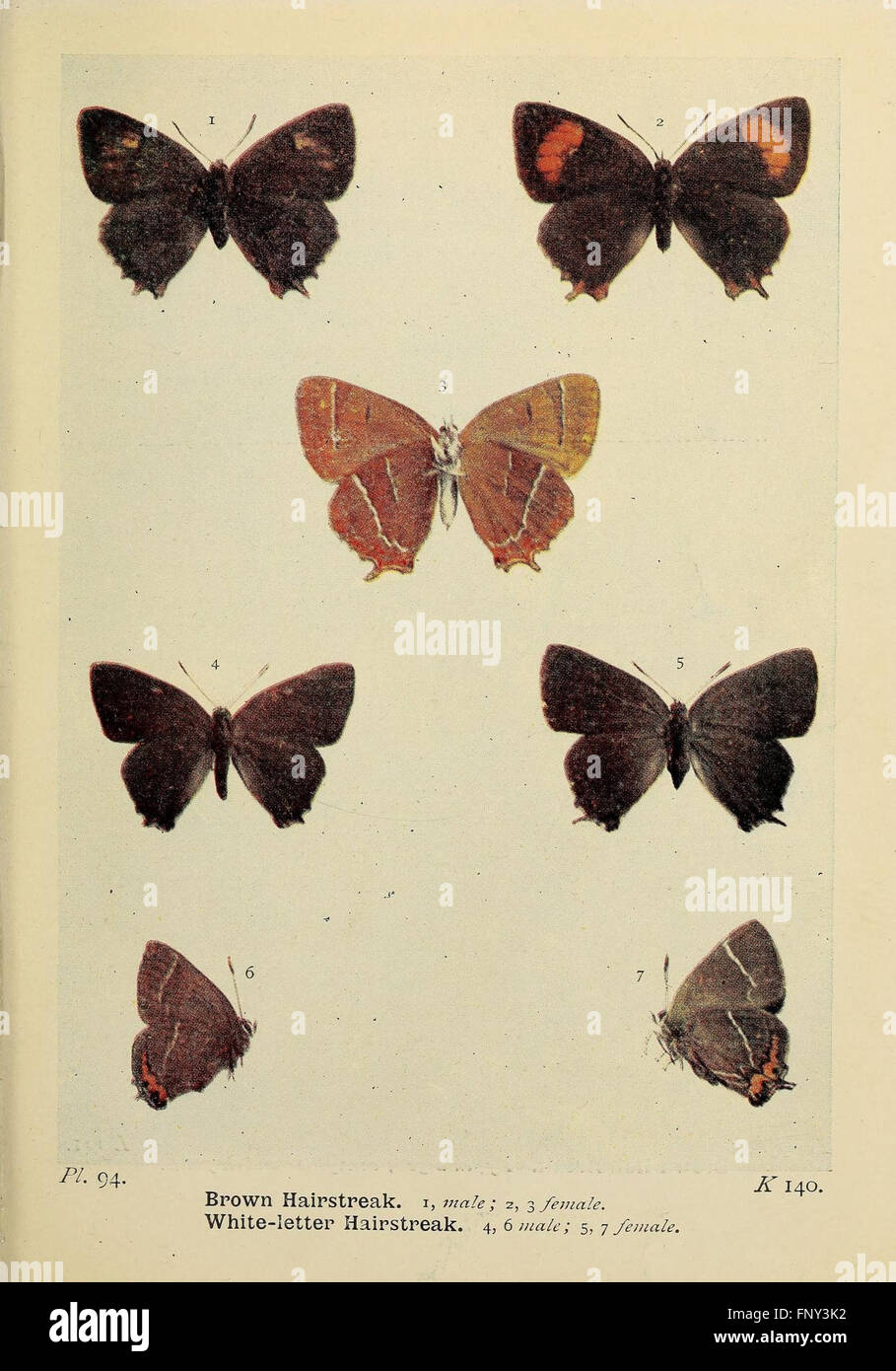 Plate 94 of 'The Butterflies of the British Isles' depicts various ...