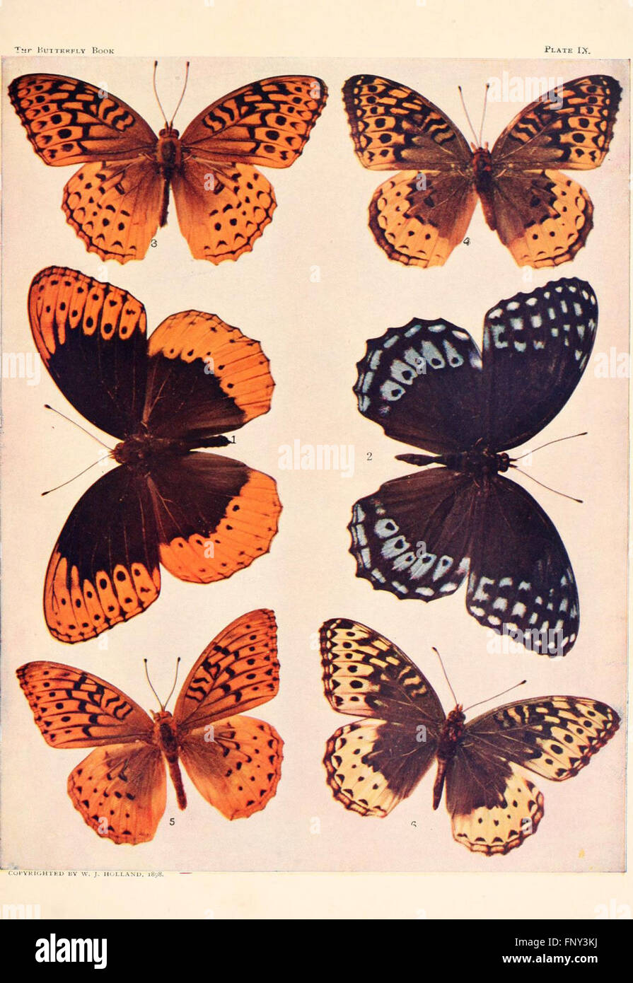 This work features detailed illustrations and descriptions of ...