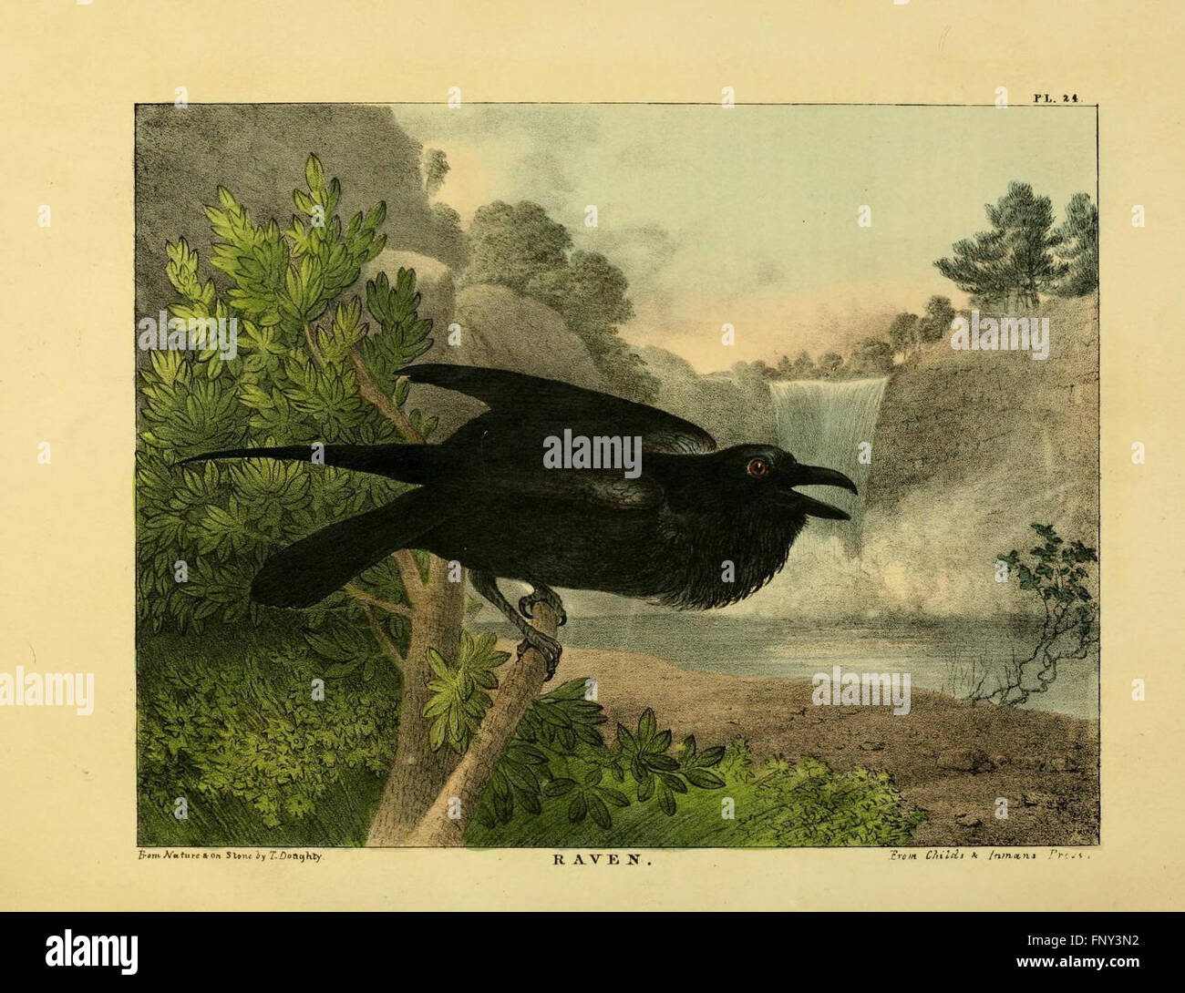 'The Cabinet of Natural History and American Rural Sports' features an ...