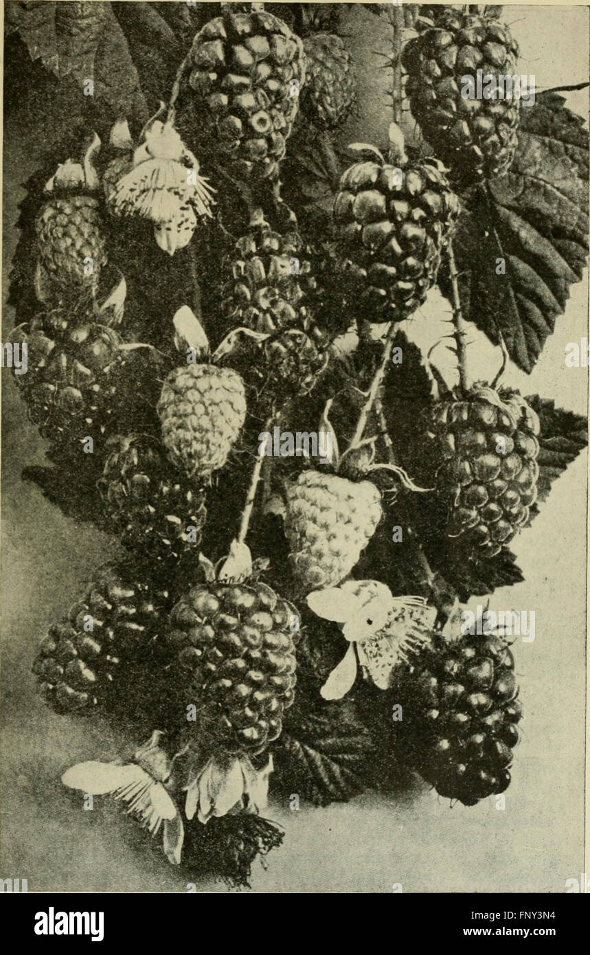 The California fruits and how to grow them; a manual of methods which ...