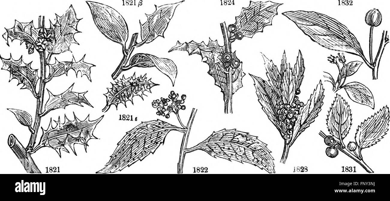 This encyclopedia covers plant culture, historical uses, and ...