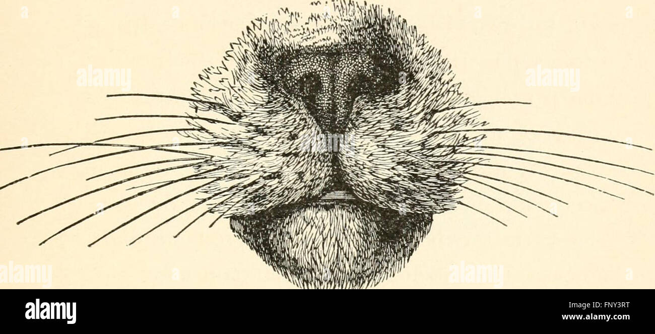 This 1895 guide provides an overview of cat classification, varieties ...
