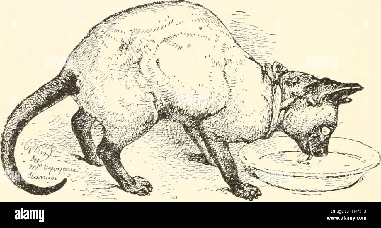 This guide provides a comprehensive classification of domestic cats ...