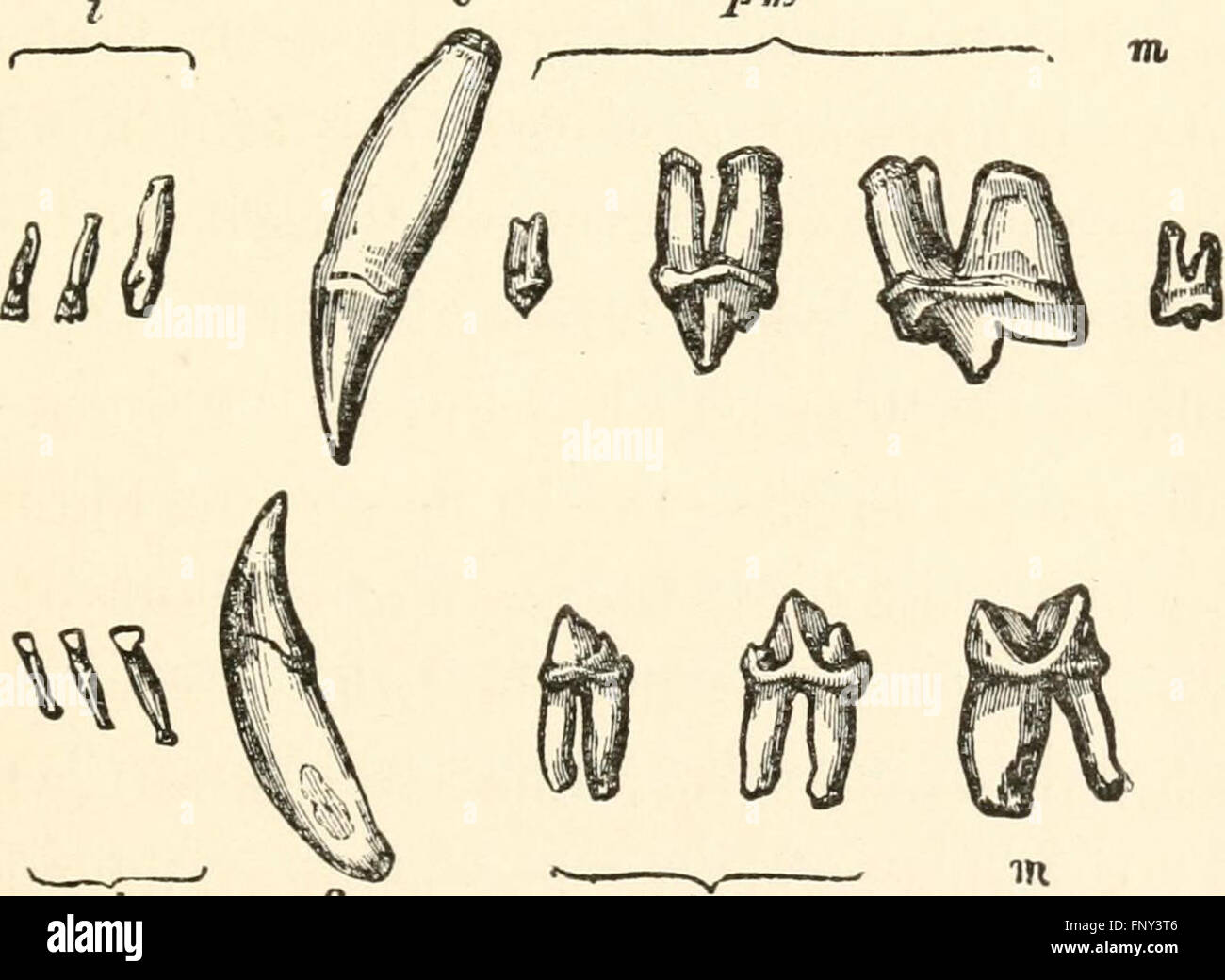 This 1895 guide covers the classification of cats, including various ...
