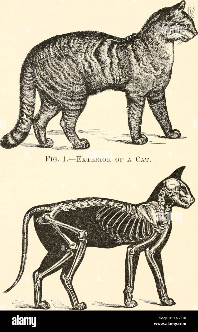 The cat, a guide to the classification and varieties of cats and a ...