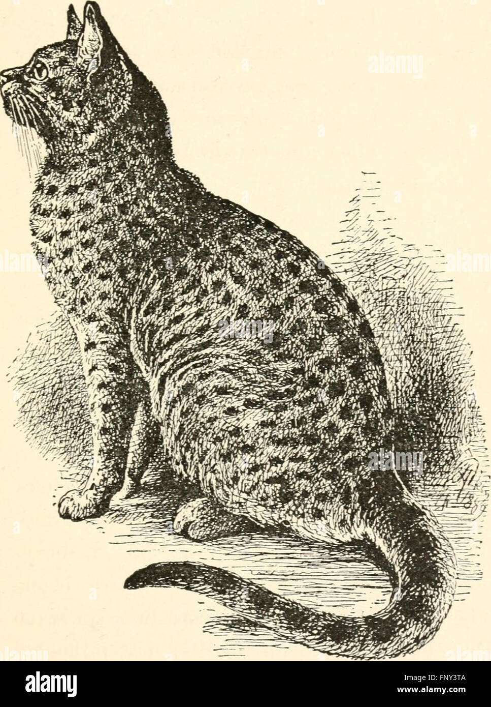 The cat, a guide to the classification and varieties of cats and a ...