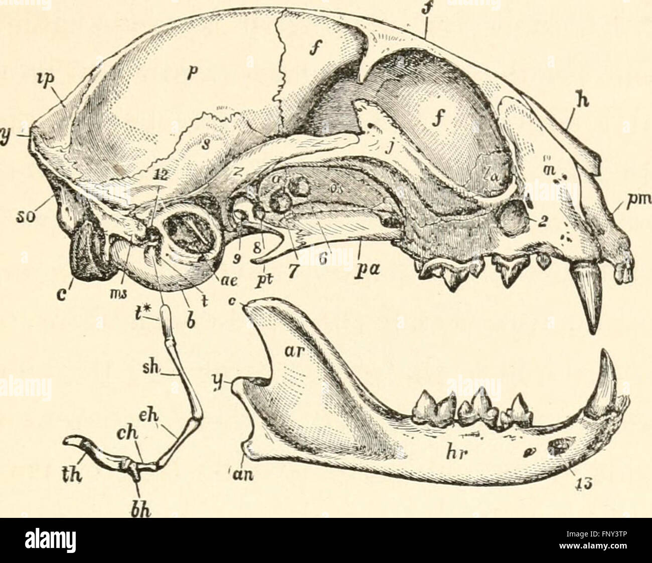 The cat, a guide to the classification and varieties of cats and a ...