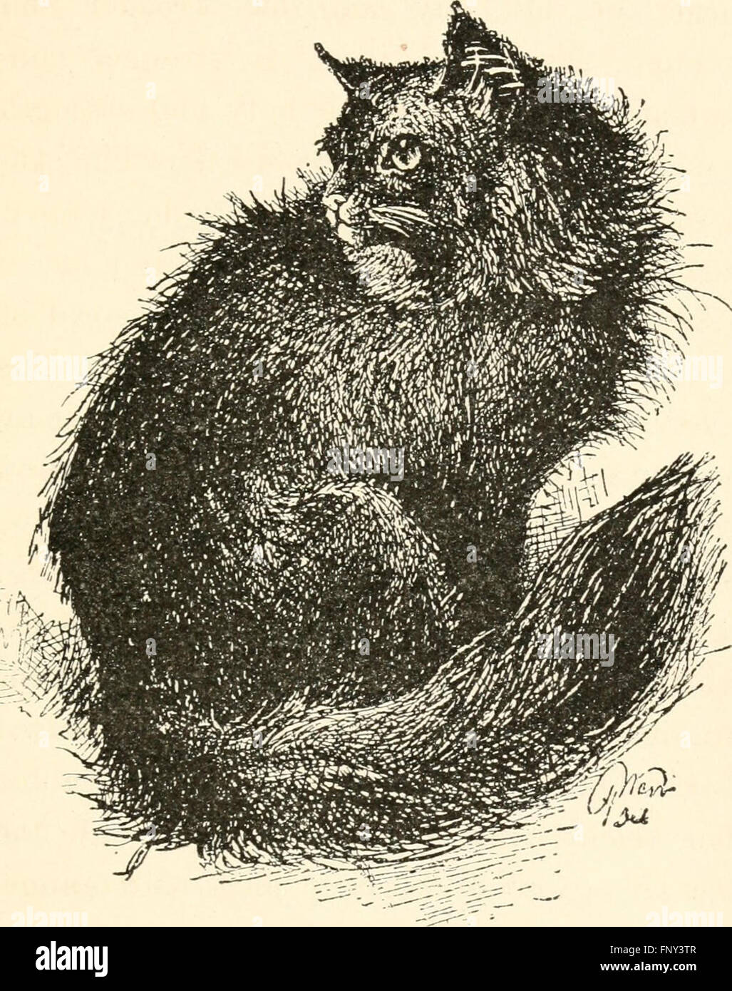 This guide offers detailed information on the classification of cats ...