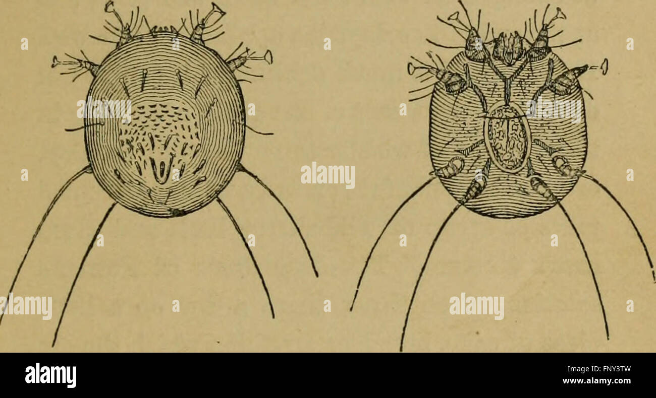 The cat, a guide to the classification and varieties of cats and a ...