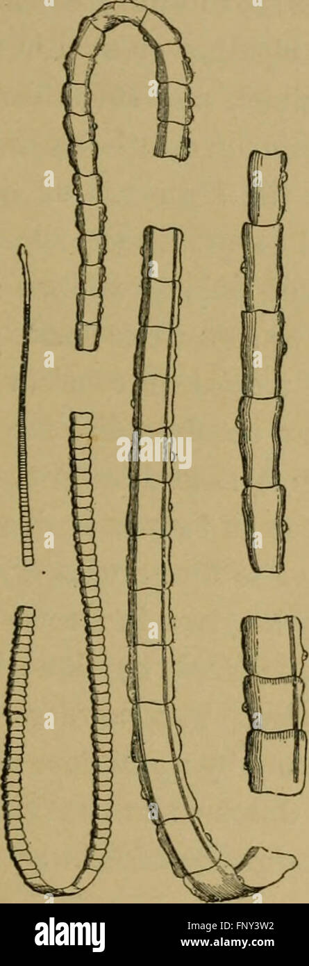 This 1895 guide offers a comprehensive overview of cat classification ...