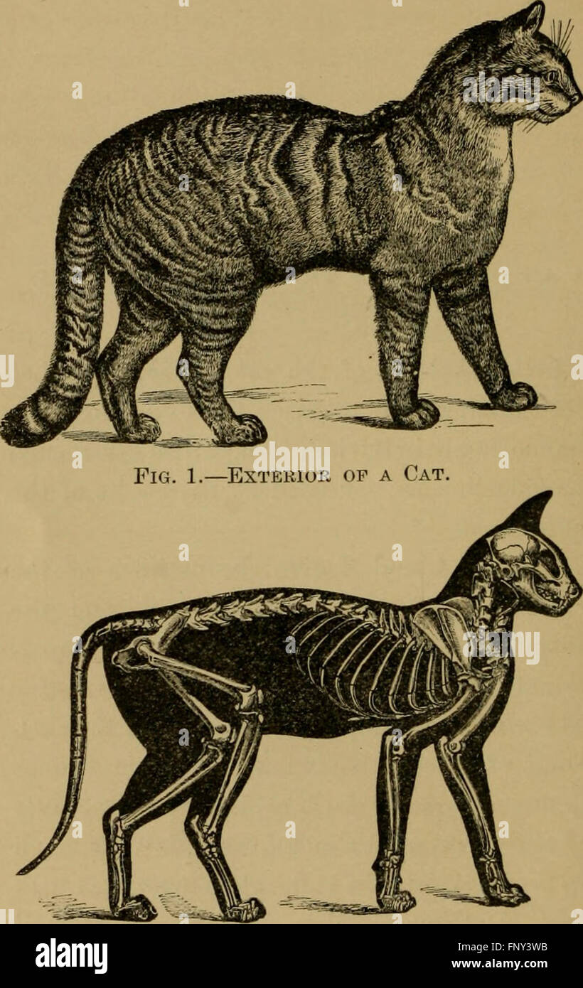 'The Cat' (1895) provides an overview of the classification of cats ...