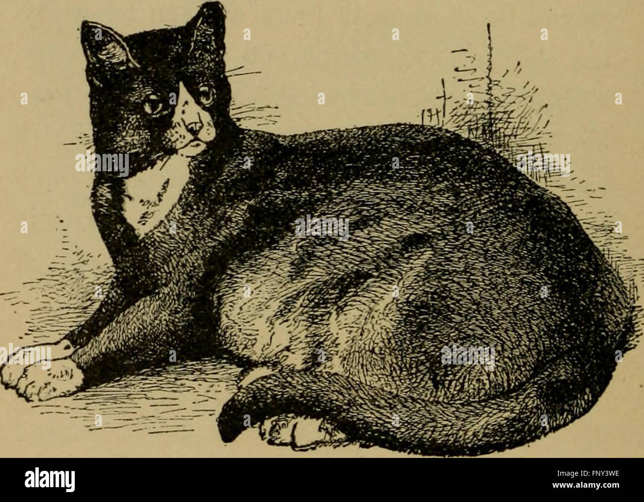 The cat, a guide to the classification and varieties of cats and a ...