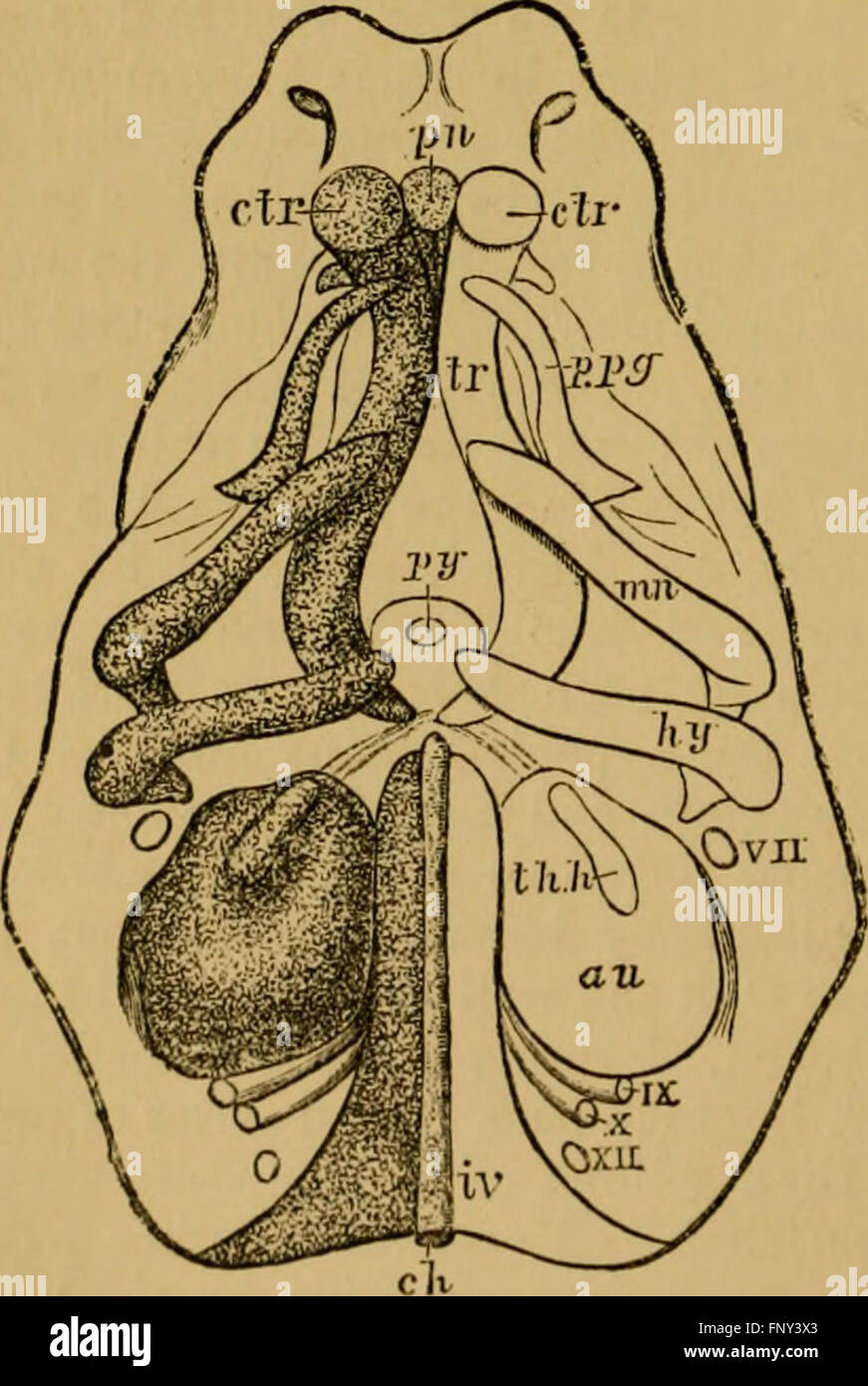 The cat; an introduction to the study of backboned animals, especially ...