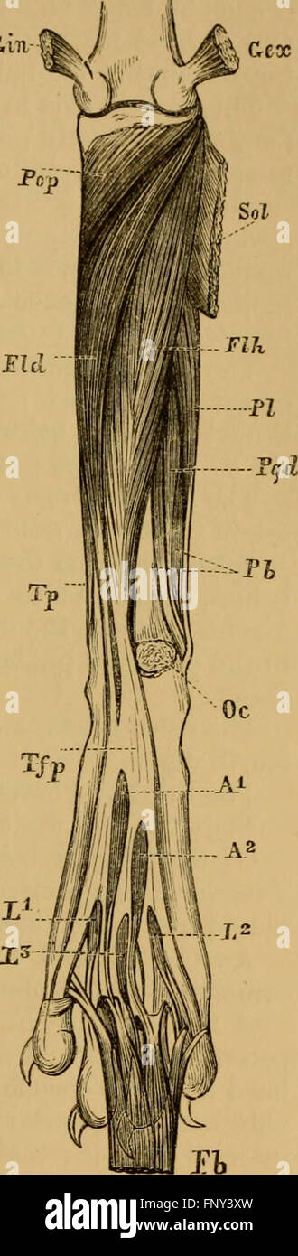This 1881 book introduces the study of cats and other backboned animals ...