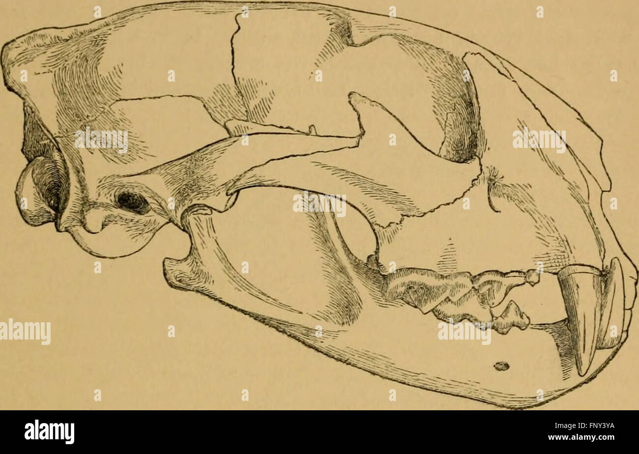 This 1881 work introduces the study of vertebrate animals, with a focus ...
