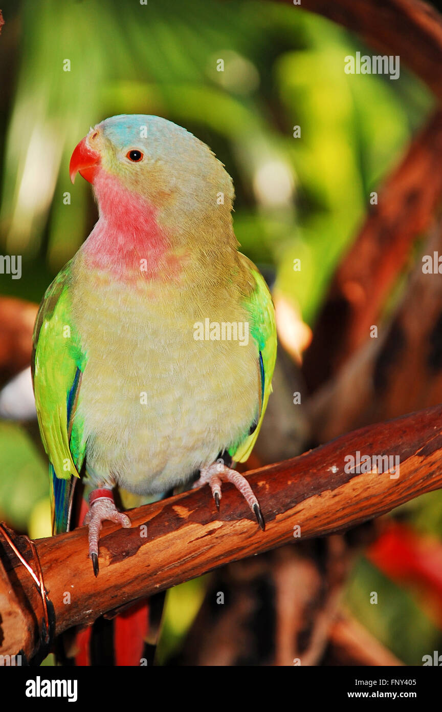 Colorful princess parakeet Stock Photo - Alamy