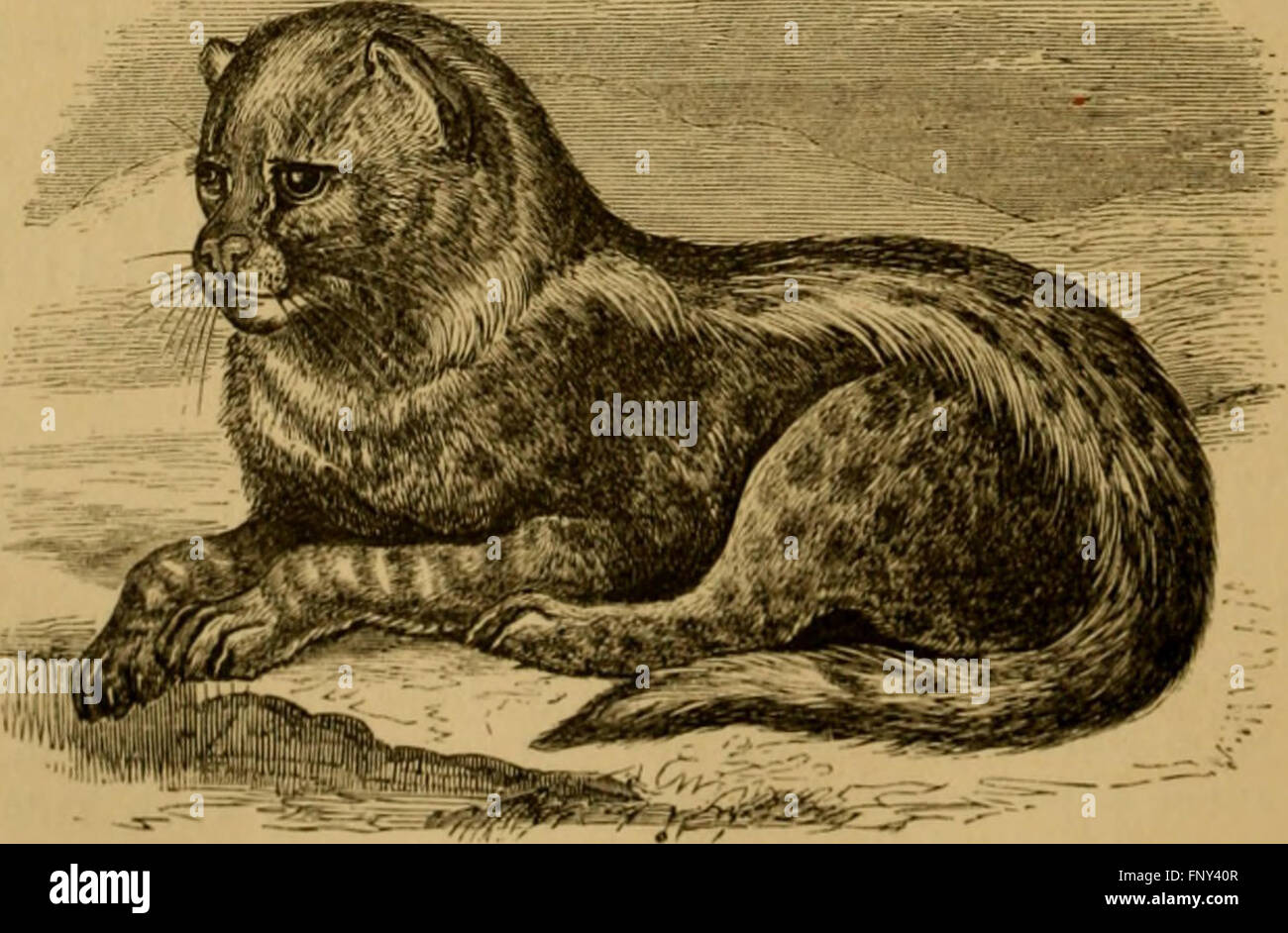 The cat; an introduction to the study of backboned animals, especially ...