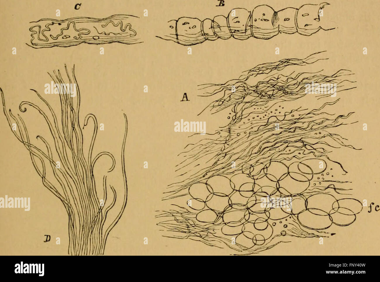 The cat; an introduction to the study of backboned animals, especially ...