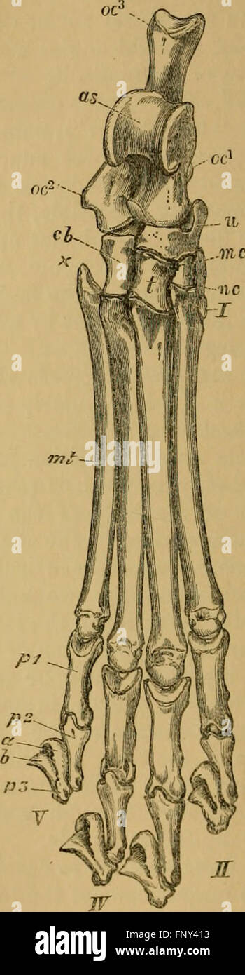 The cat; an introduction to the study of backboned animals, especially ...