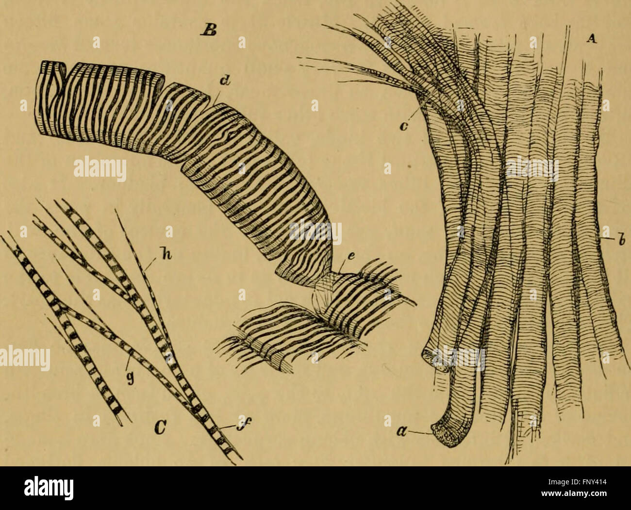 The cat; an introduction to the study of backboned animals, especially ...