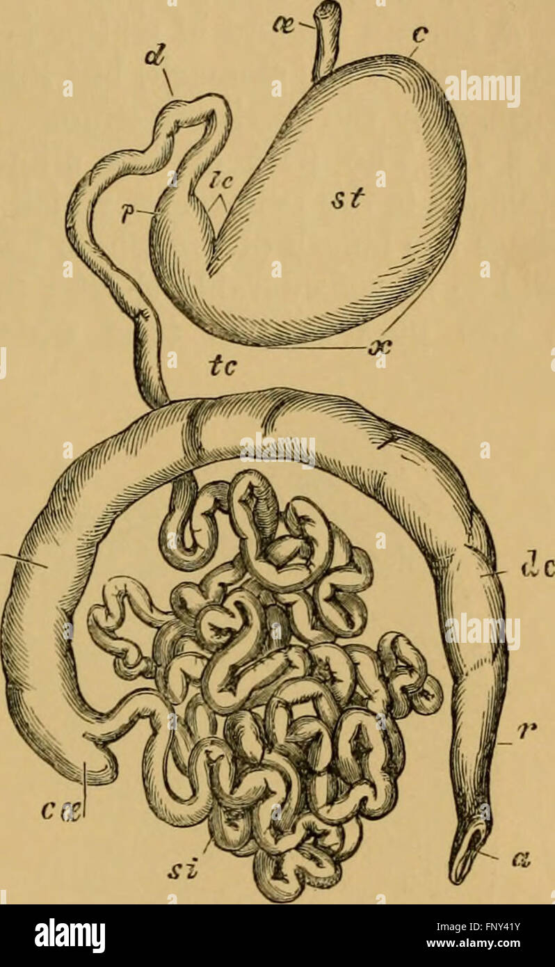 'The Cat' (1881) is an introductory study focused on the anatomy and ...