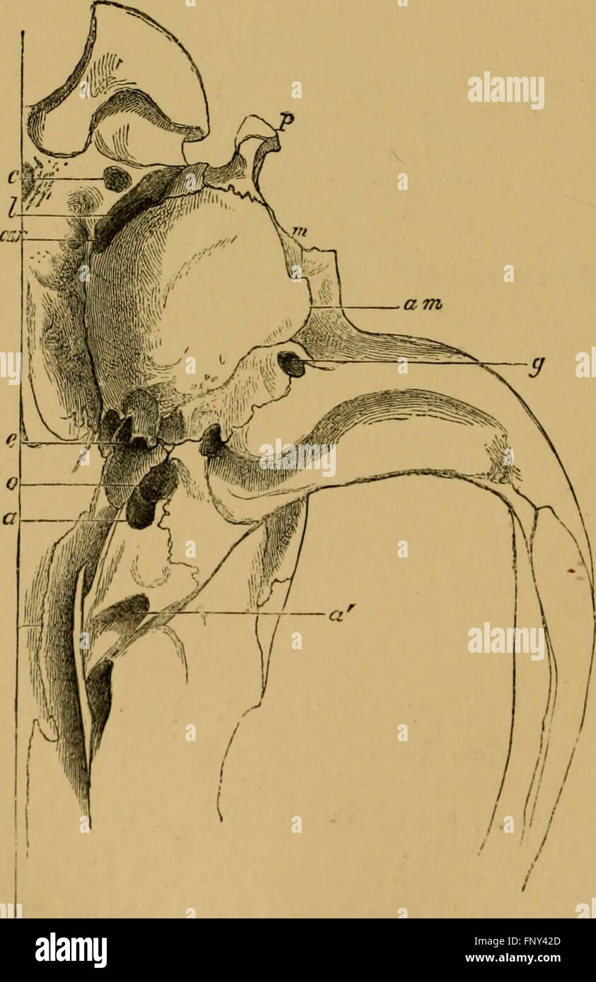 A 1881 work that introduces the study of backboned animals, with a ...