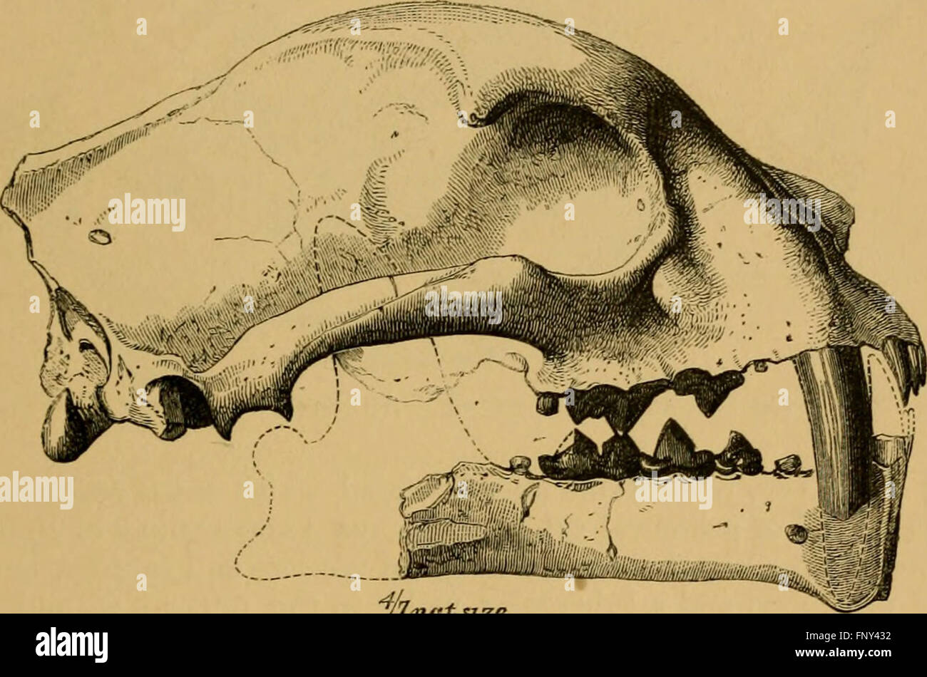 The cat; an introduction to the study of backboned animals, especially ...