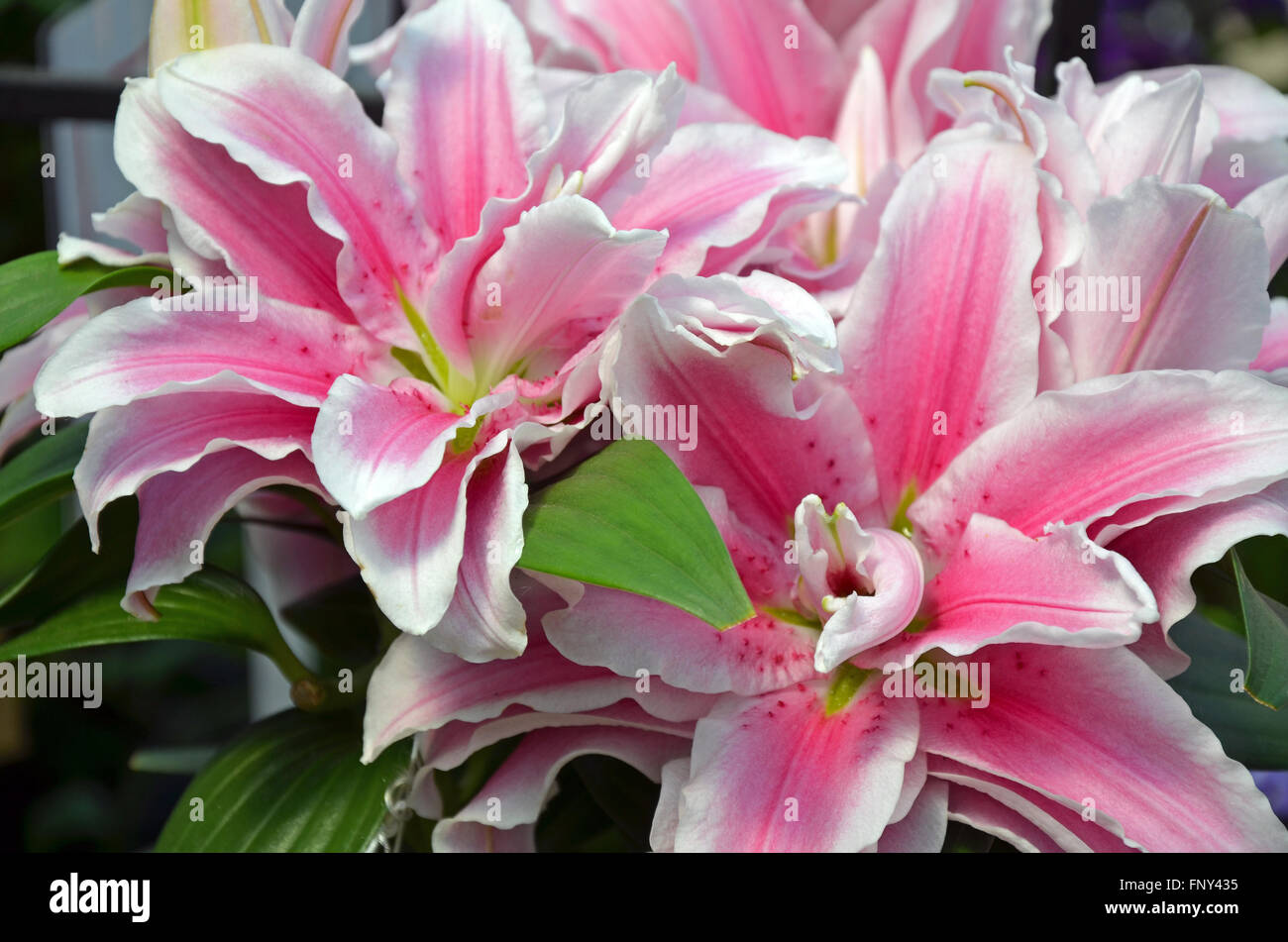 Pink stargazer lily hi-res stock photography and images - Alamy