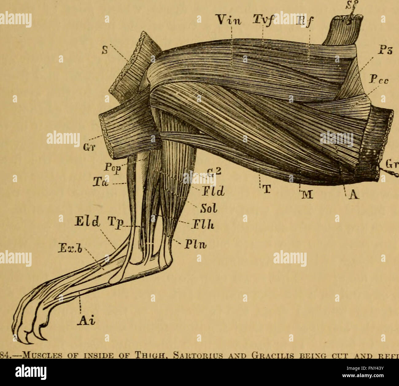 The cat; an introduction to the study of backboned animals, especially ...