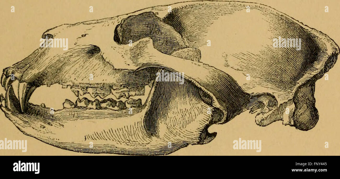 A detailed guide from 1881 on the anatomy and classification of cats as ...