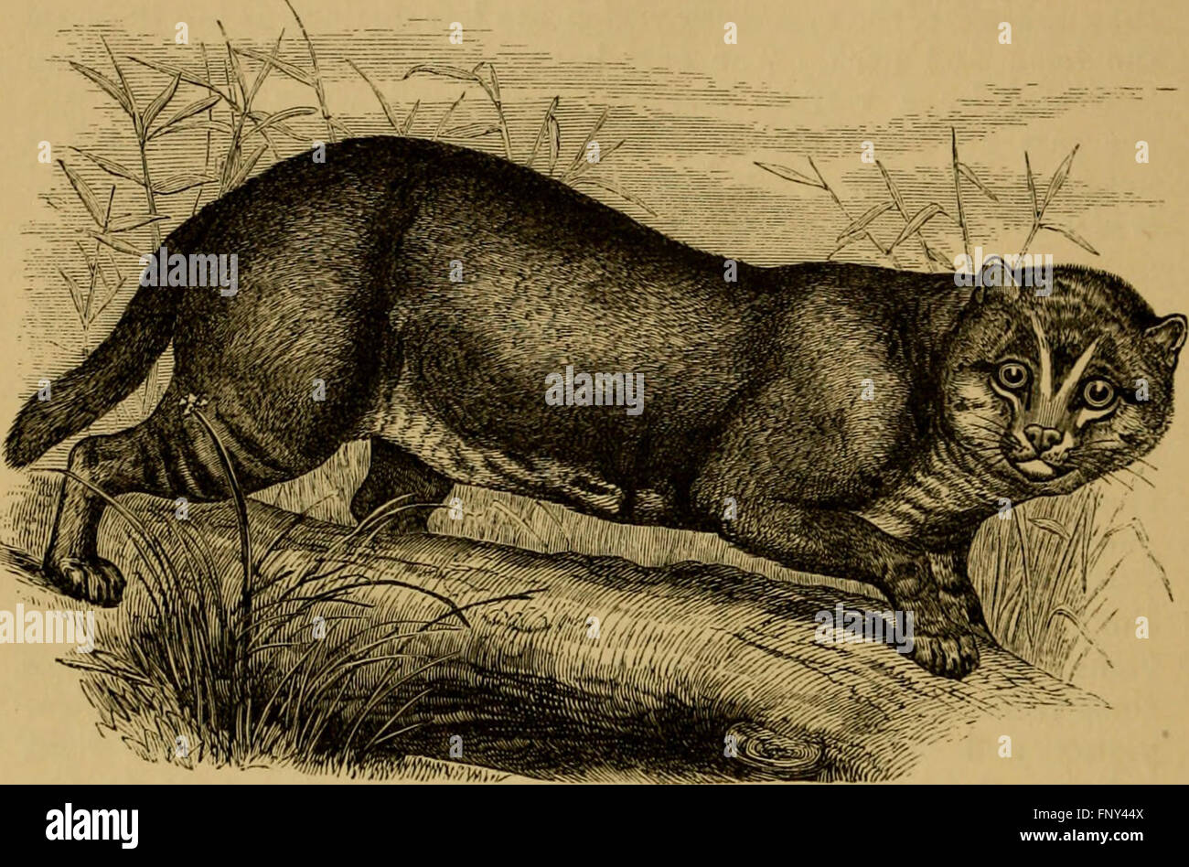 This 1881 work introduces the study of backboned animals, focusing on ...