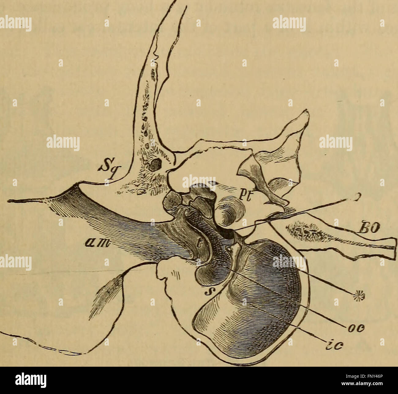 'The Cat' (1881) introduces the study of cats as part of backboned ...