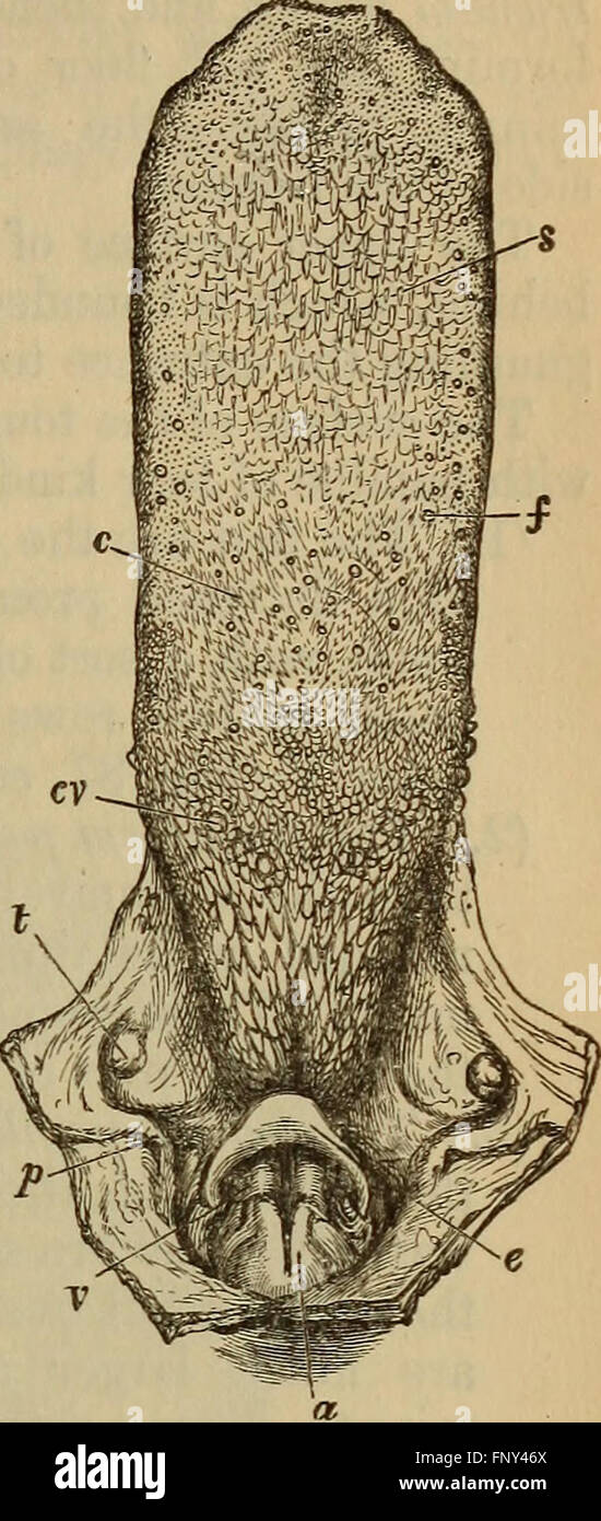 This 1881 work introduces the study of backboned animals, with a focus ...