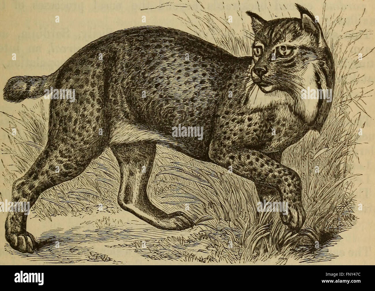 'The Cat' (1881) provides an introduction to the study of backboned ...