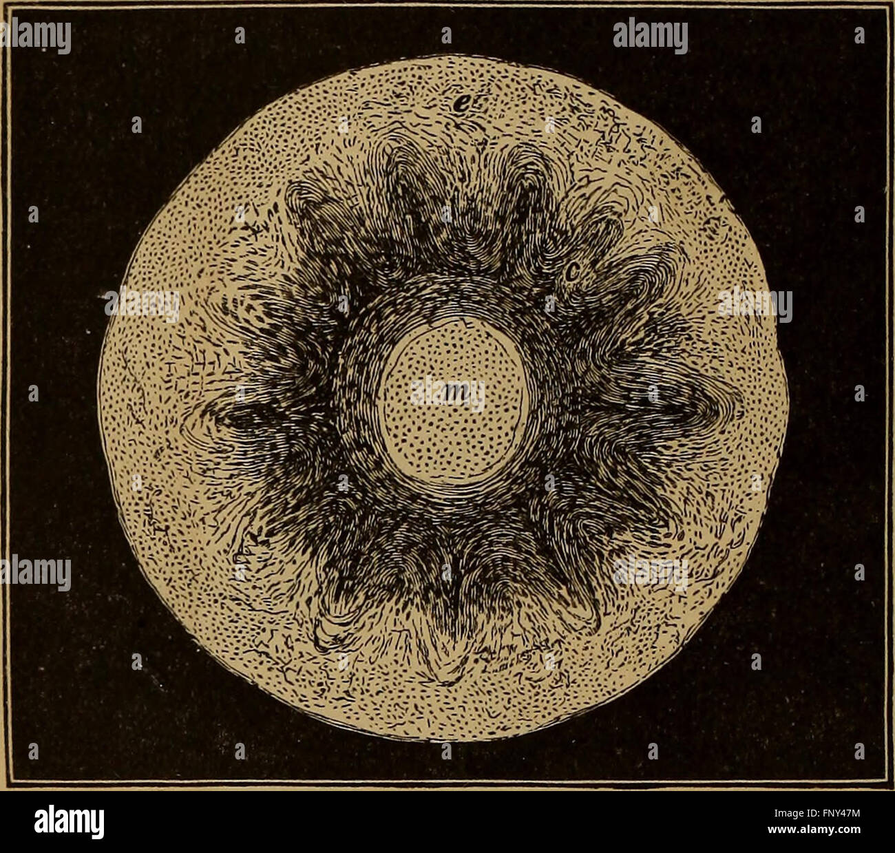 The cat - an introduction to the study of backboned animals, especially ...