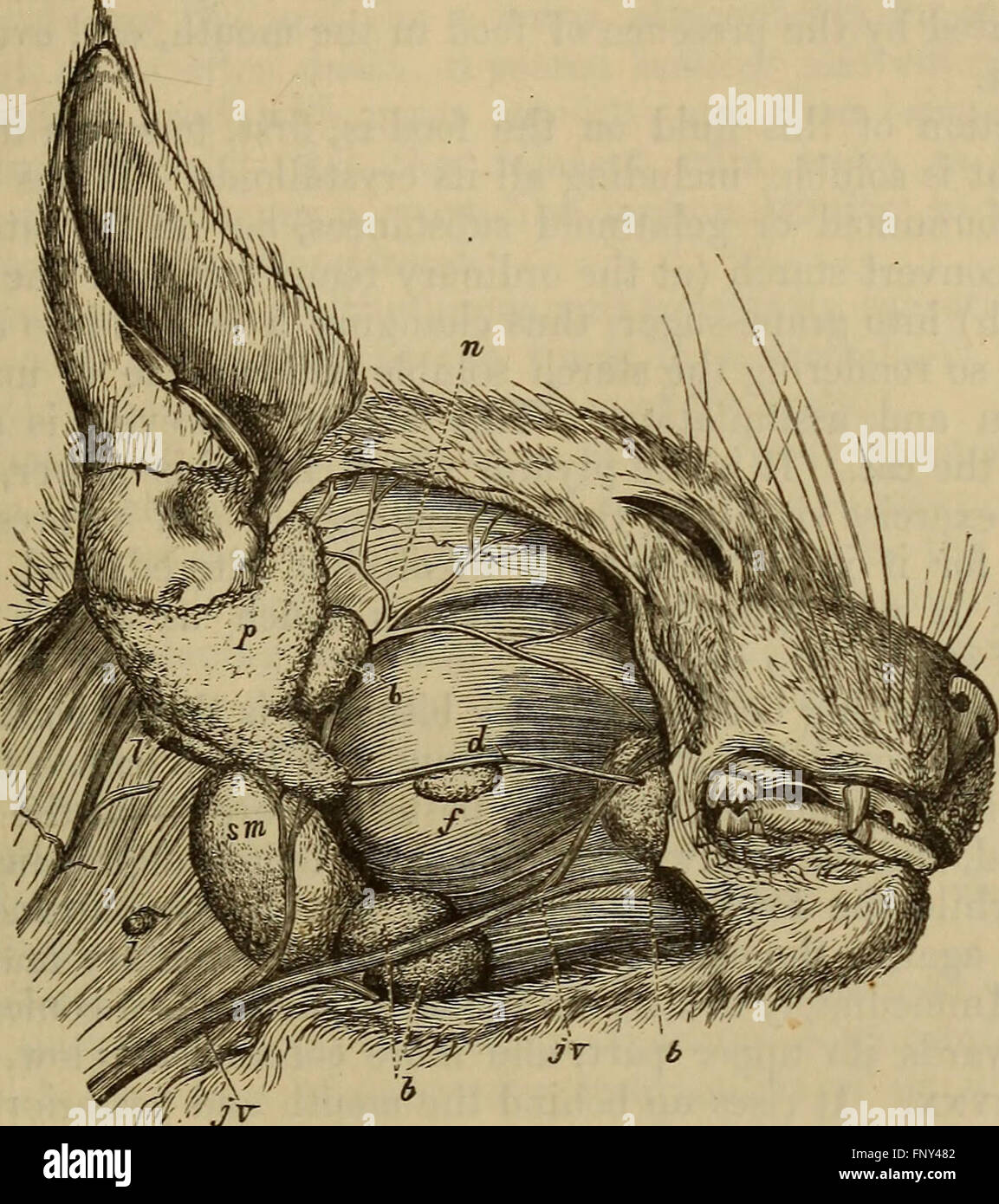 The cat - an introduction to the study of backboned animals, especially ...