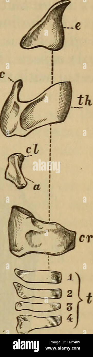 This 1881 work introduces the study of backboned animals, particularly ...