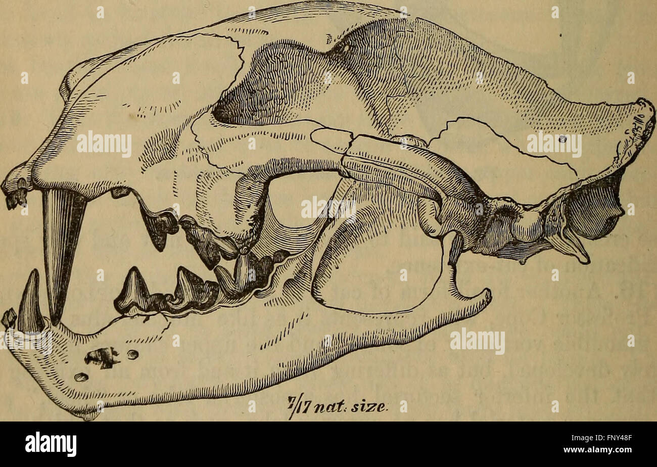The cat - an introduction to the study of backboned animals, especially ...