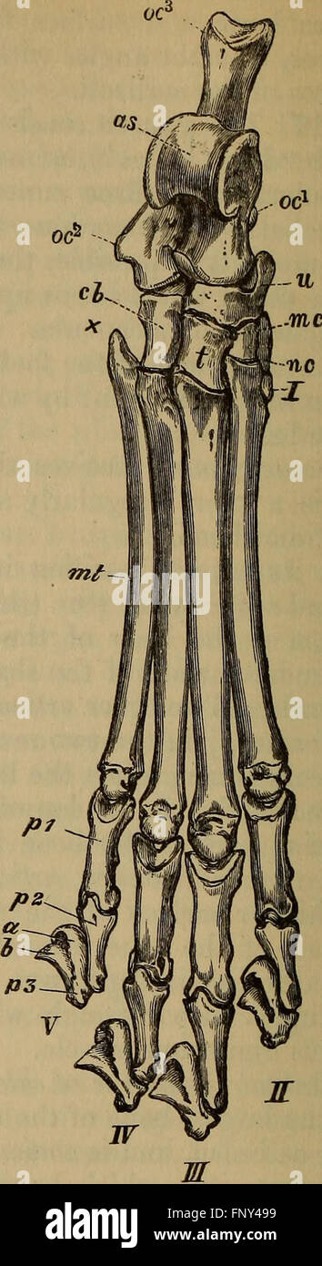 This book serves as an introduction to the study of vertebrates, with a ...
