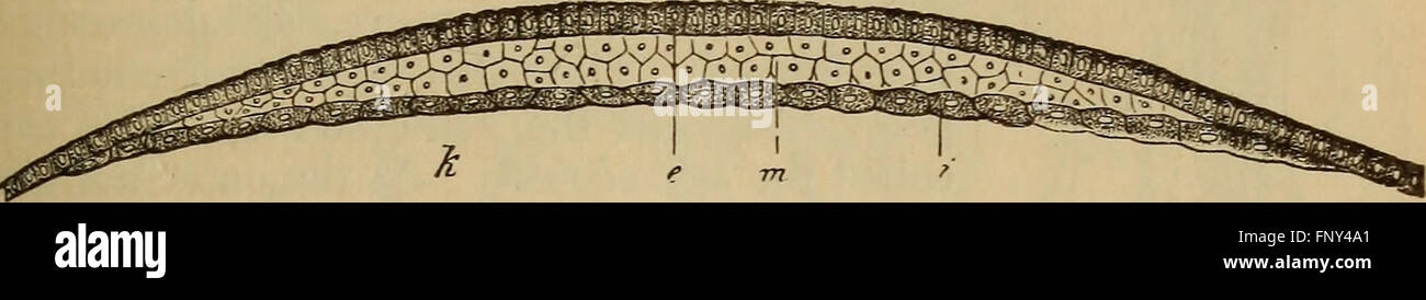 The cat - an introduction to the study of backboned animals, especially ...