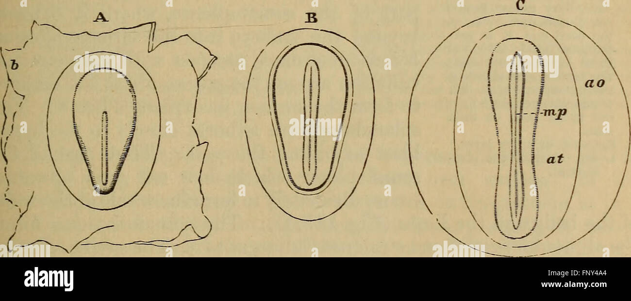 This 1881 book introduces the study of backboned animals, with a focus ...