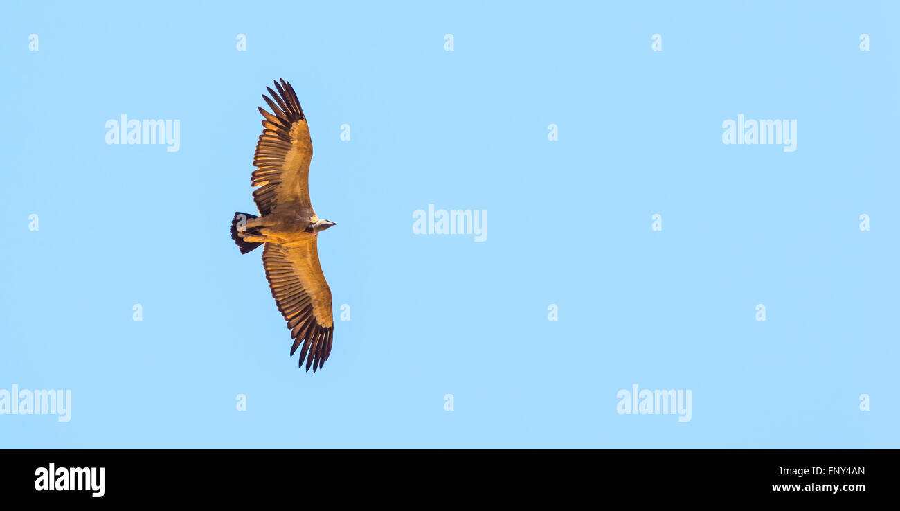 Vulture in flight overhead against a blue sky in Africa Stock Photo - Alamy