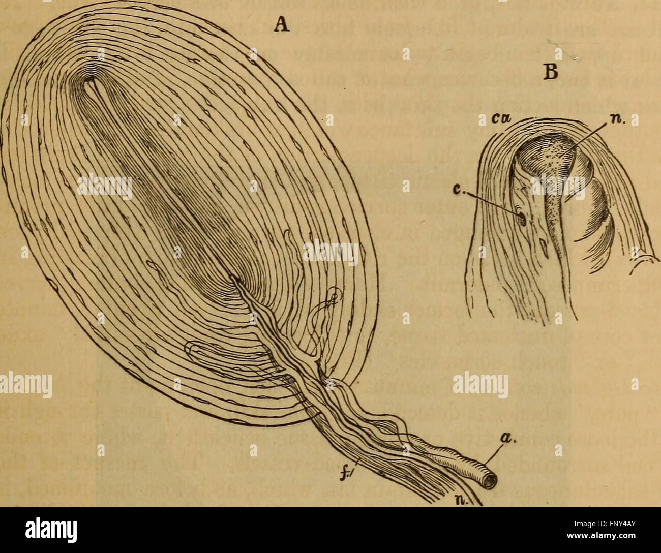 The cat - an introduction to the study of backboned animals, especially ...