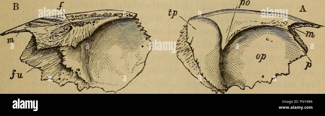 The cat - an introduction to the study of backboned animals, especially ...