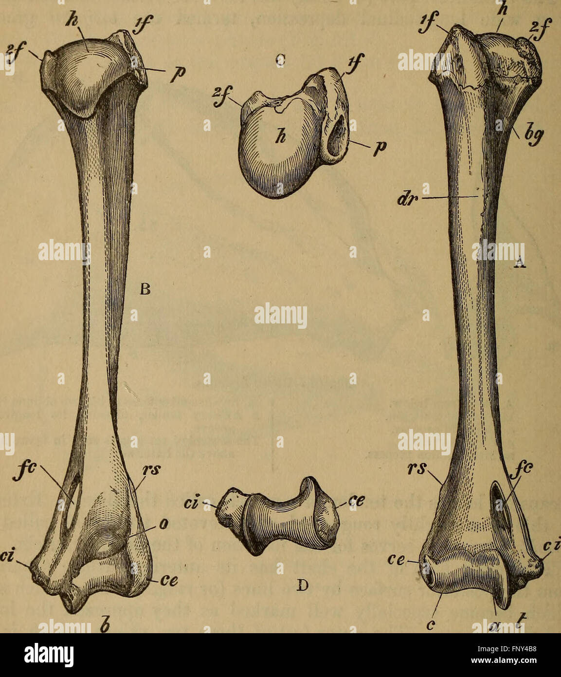 The cat - an introduction to the study of backboned animals, especially ...
